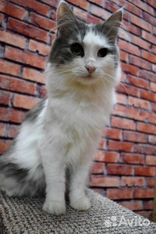 Котик Винни 1,5 года