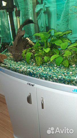 Птеригоплихт