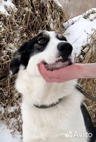 Собака Ричард в добрые руки