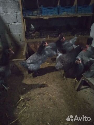 Курочки несушки