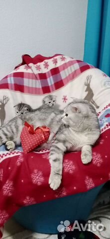 Котята шотландской породы, родились 02.11.2021