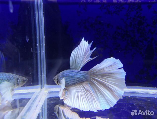 Петушок дамбо халфмун