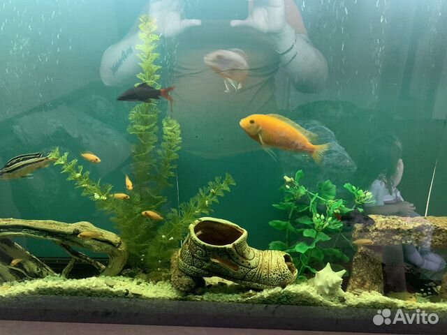 Мальки Цехлиды красной зебры и мармеладки