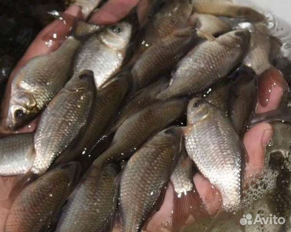 Живая рыба. Карась