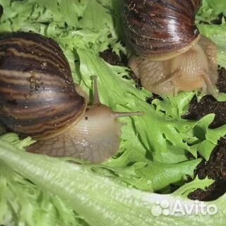 Улитки ахатины иммакулята