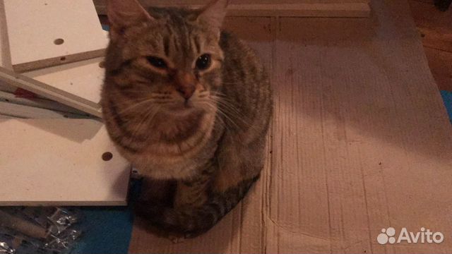 Кошечка Марфа