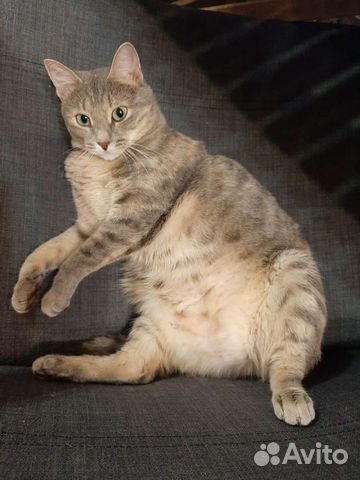 Варя кошечка египетская мау