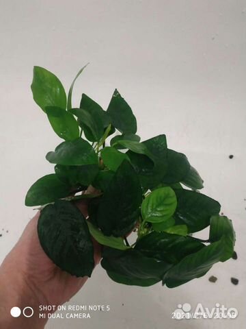 Анубиас большие кусты