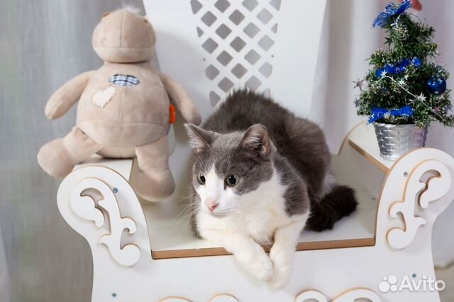 Кот с плюшевой шерсткой