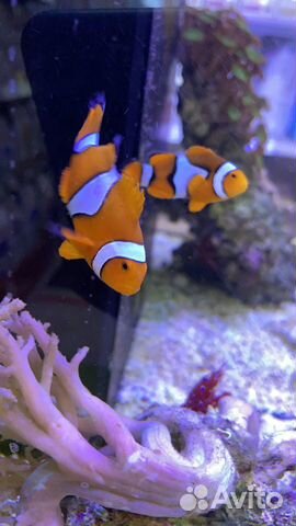 Морские рыбки, кораллы, креветки