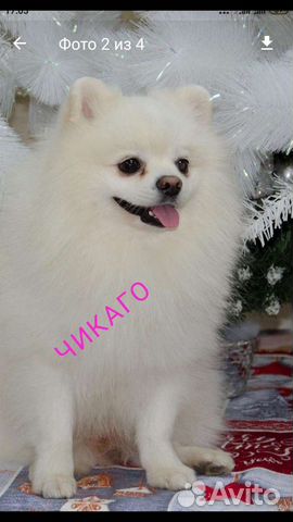 Шпиц белый вязка