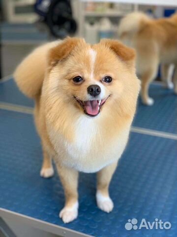 Вязка/случка