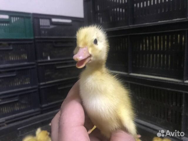 Утята ст5 и мулард в Щёлкино с доставкой