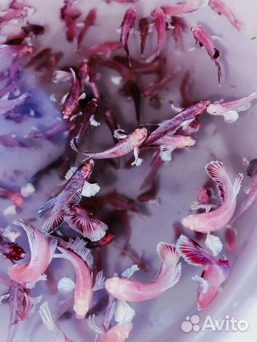 Петушки Дамбо