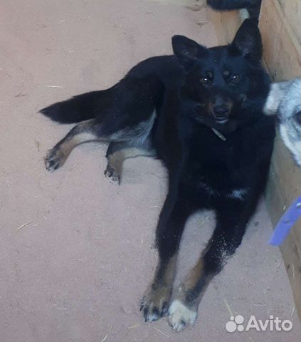 Марго отдам в добрые руки. Доставка