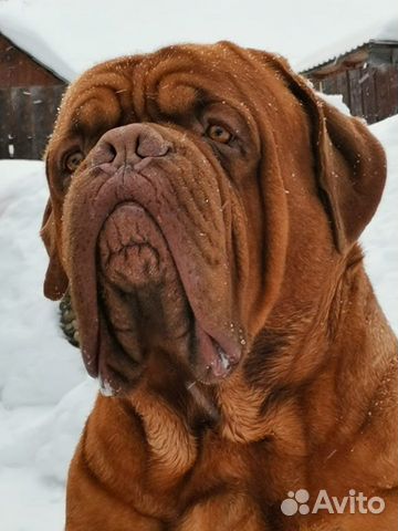 Вязка бордосский дог