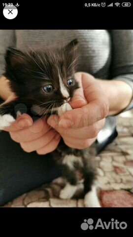 Котенок девочка, 1-1;5 месяца. Отдадим бесплатно