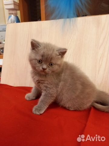 Племенной лиловый котик Скоттиш-страйт