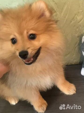 Мальчик шпица рыже-соболиный