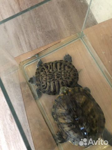 Красноухие черепахи с аквариумом