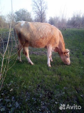 Корова первотелка