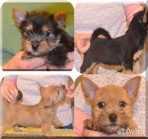 Щенки Норвич терьера. Окрас рыжий, чепрачный