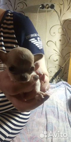 Маленькая собака щенок