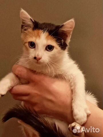 Кошка Ника 3,5 мес