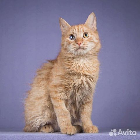 Домашний львёнок