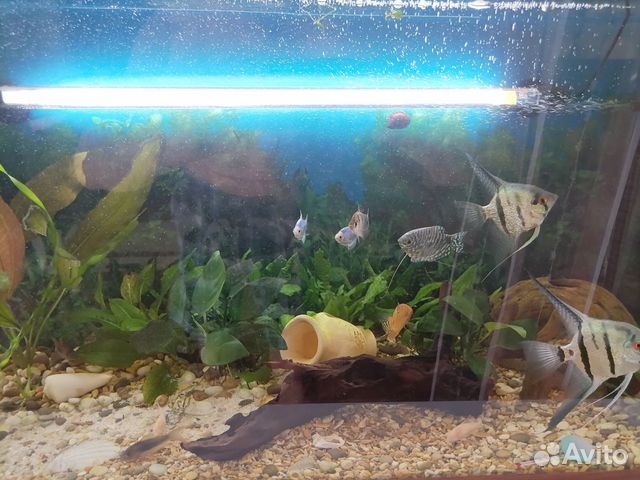 Аквариум