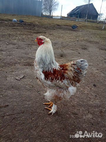 Молодые петухи Брама,бентанка