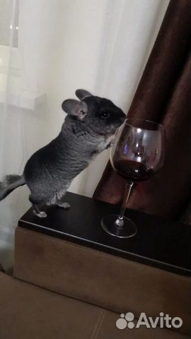 Шиншилла с клеткой