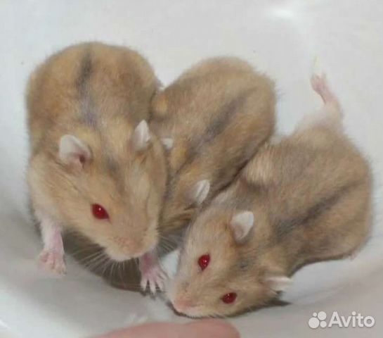 Джунгарские хомячки