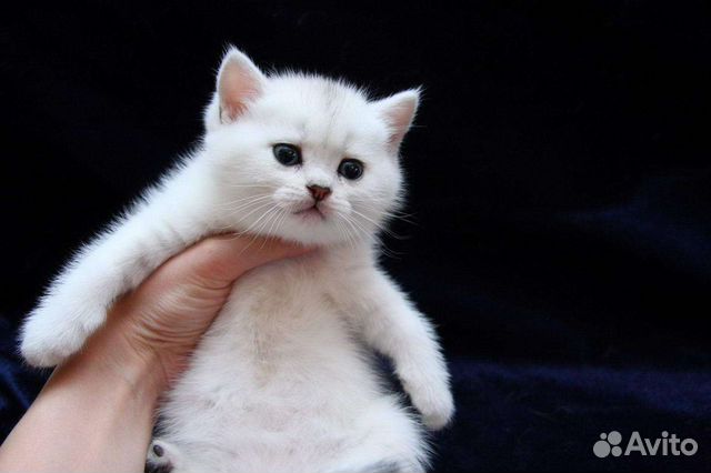 Серебряный мальчик