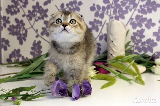 Высокопородные Шотландские Вислоухие котята