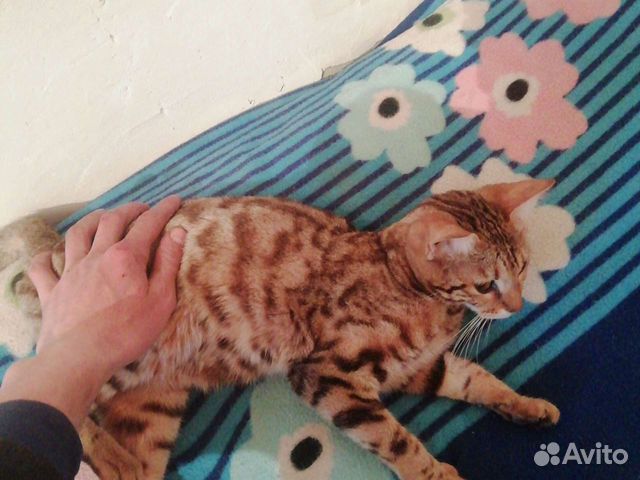 Бенгальские котята