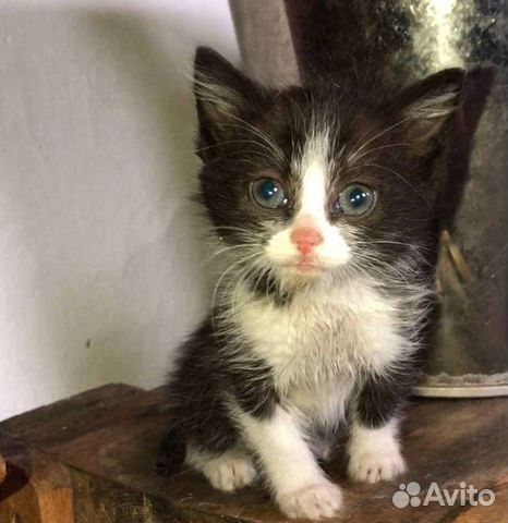 Отдам доставлю на дом кошечка котенок мамы охотниц