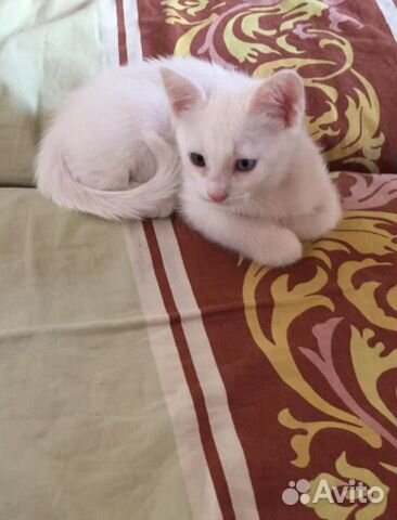 Турецкая ангора