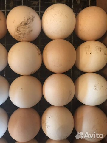 Инкубационное яйцо кур