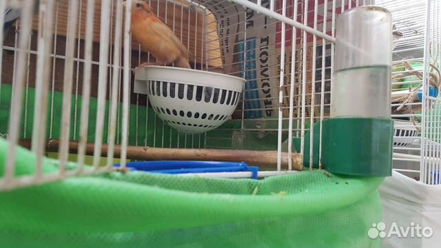 Канарейки гибриды