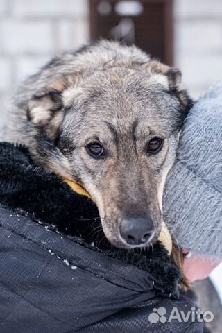Щенки приюта на улице Зорге