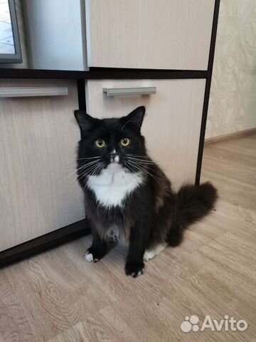 Кот Баксик в добрые руки