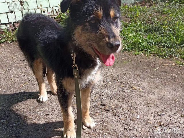 Щенок Веста, 6 месяцев, в добрые руки