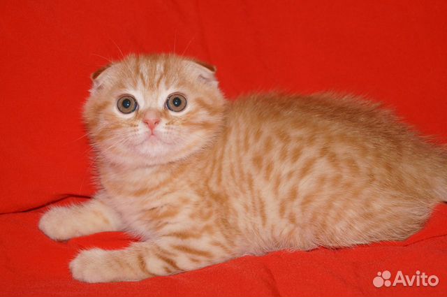 Шотландский вислоухий Джон