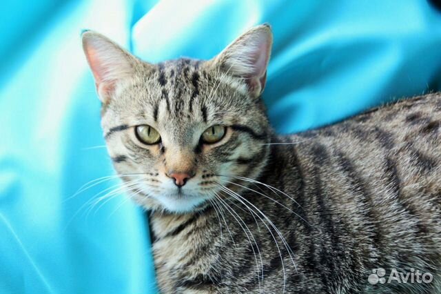 Себастьян - метис бенгала в дар