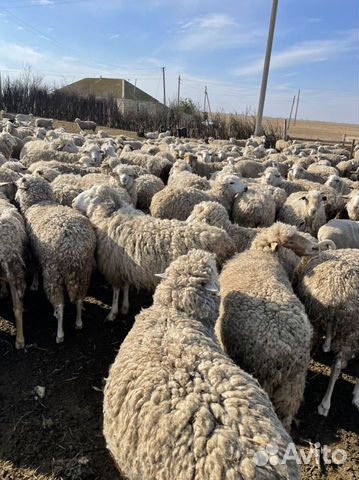 Матки яркий прошлогодний