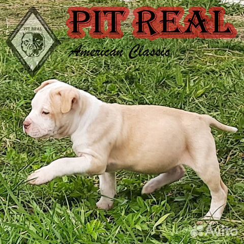 Питбуль высокопородный щенок 2 мес