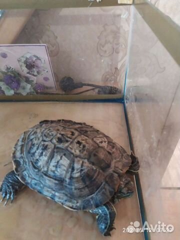 Красноухая черепаха с аквариумом и водоочистителем