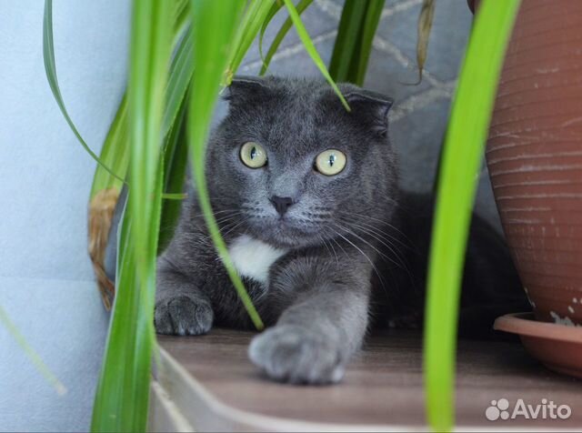 Вислоухий кот Стич
