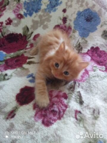 Продам котят
